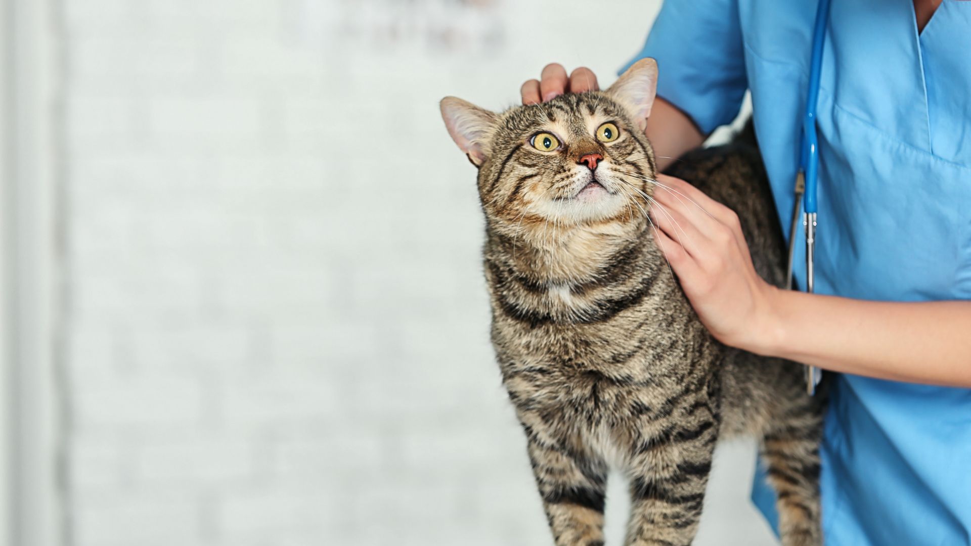 After Hours Emergency | Charleston Veterinary Urgent Care