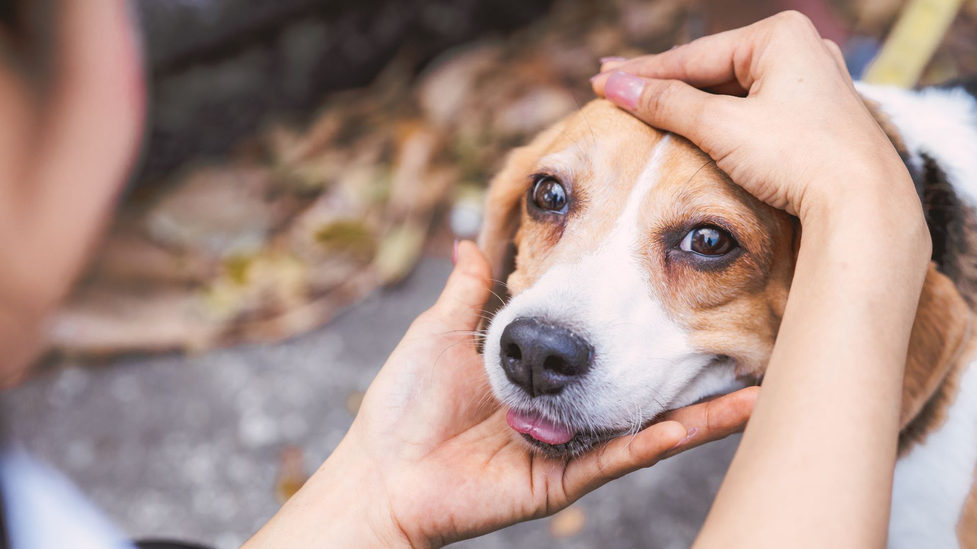 Pet Eyes In Charleston, SC | Charleston Veterinary Urgent Care